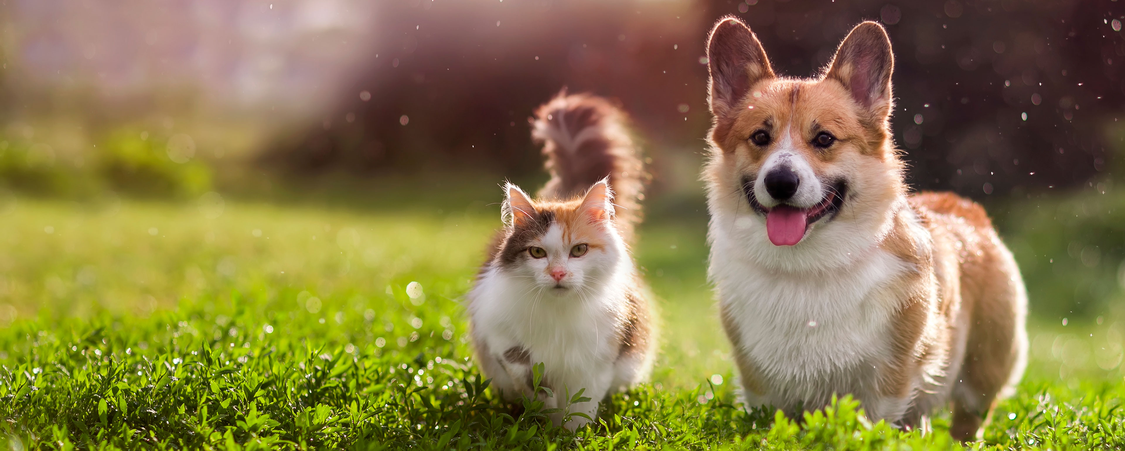 Dyreforsikring til hund og kat - Topdanmark