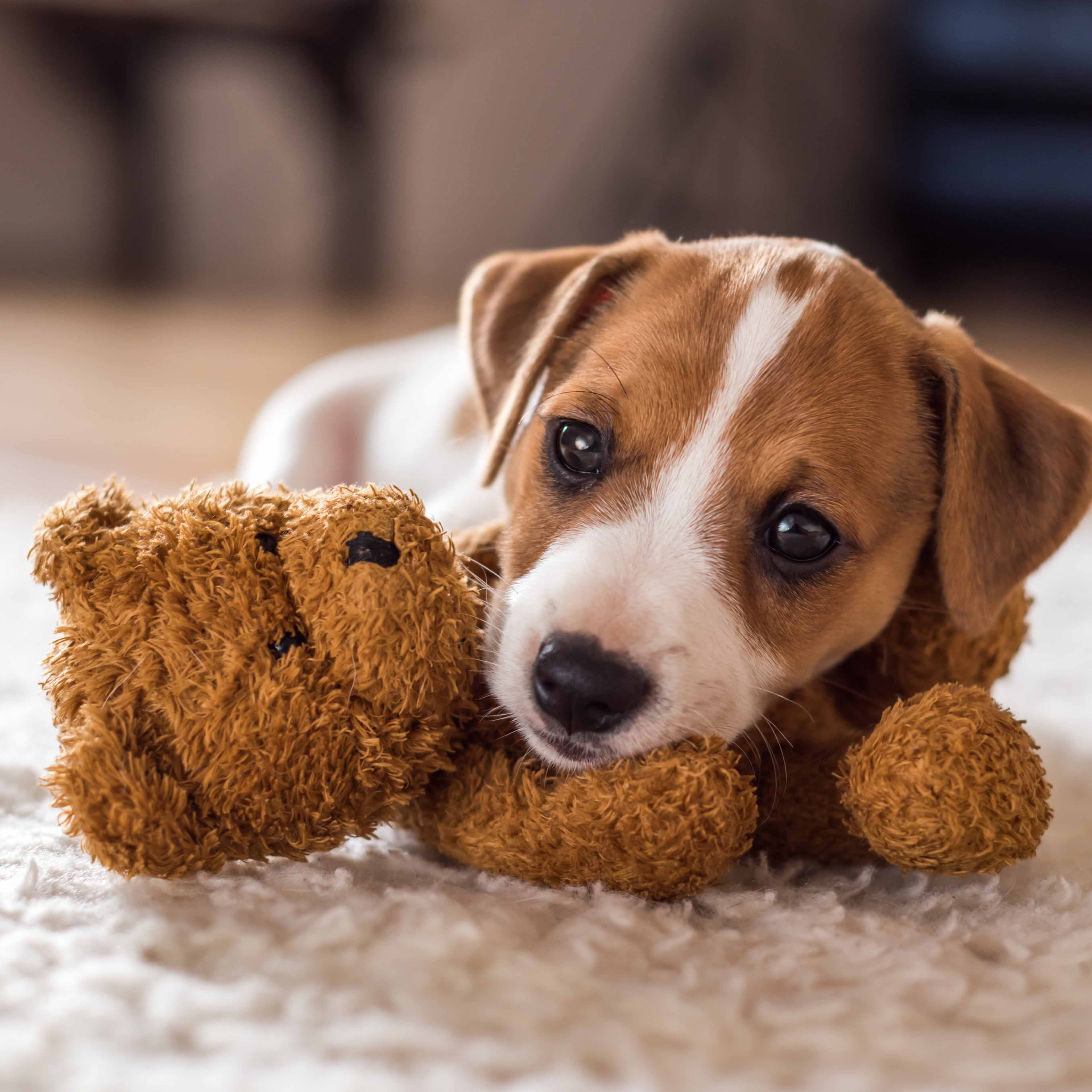 Ny hund? Se vores gode råd